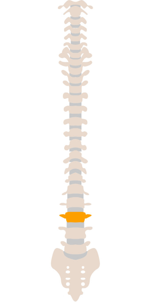 Areas of the Body the Spine Controls – Millennium Chiropractic