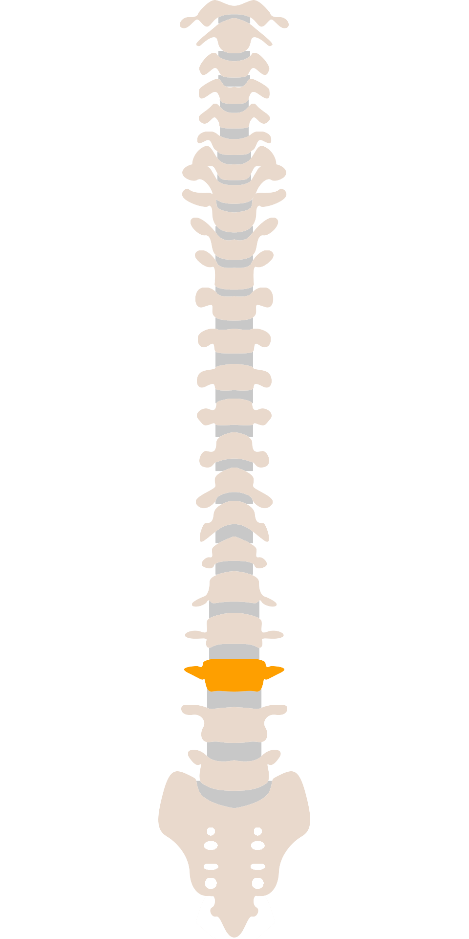Areas of the Body the Spine Controls – Millennium Chiropractic