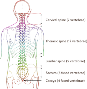 Areas of the Body the Spine Controls – Millennium Chiropractic