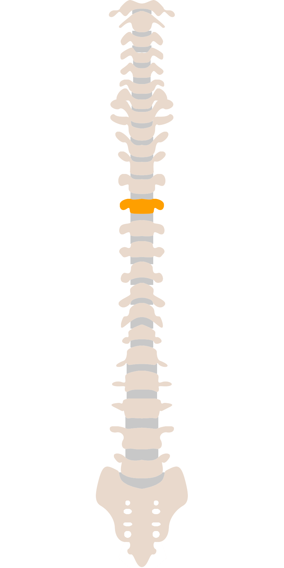 Areas of the Body the Spine Controls – Millennium Chiropractic