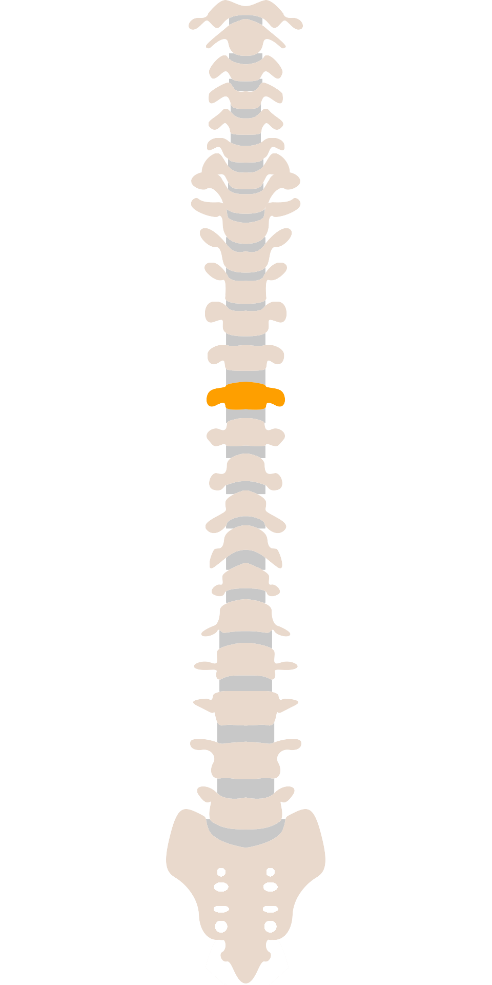 Areas of the Body the Spine Controls – Millennium Chiropractic